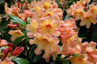 Celebrate Rare and Unusual Rhododendrons - Bellevue Events, Happenings ...